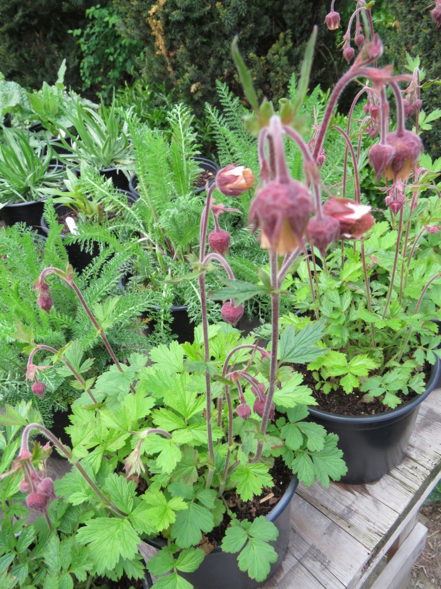 Deb Digs Plants – Micro Nursery